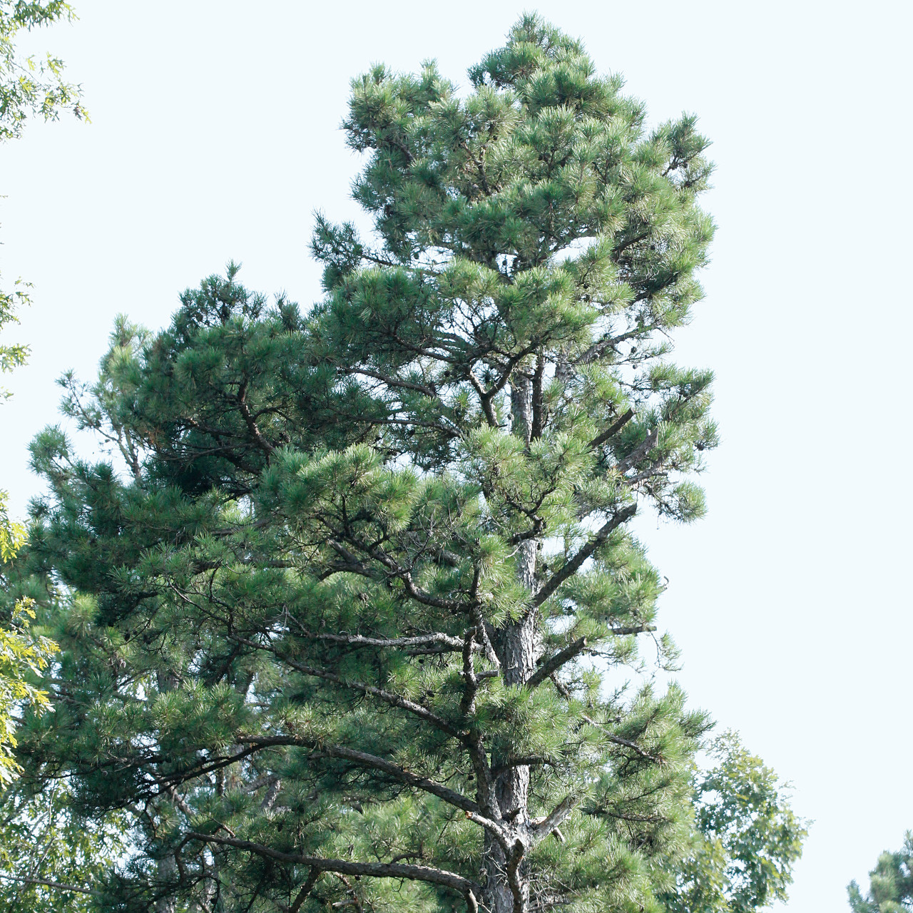 Pinus echinata (Shortleaf Pine)